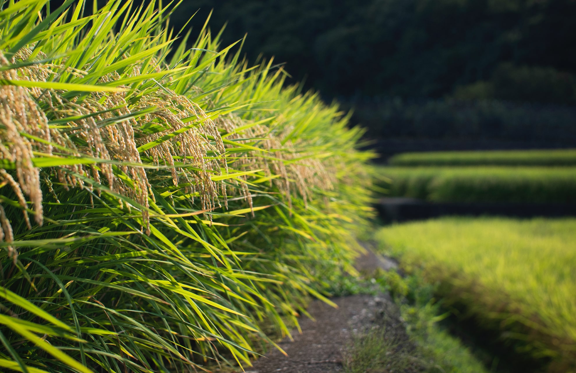 About Ag Aviation - National Agricultural Aviation Association